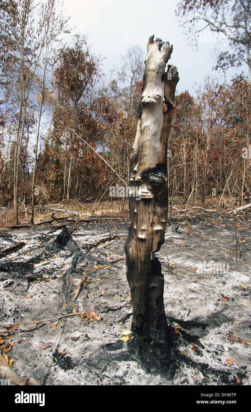 Burnt tropical rainforest, tree-stumps on fire, slash and burn ...