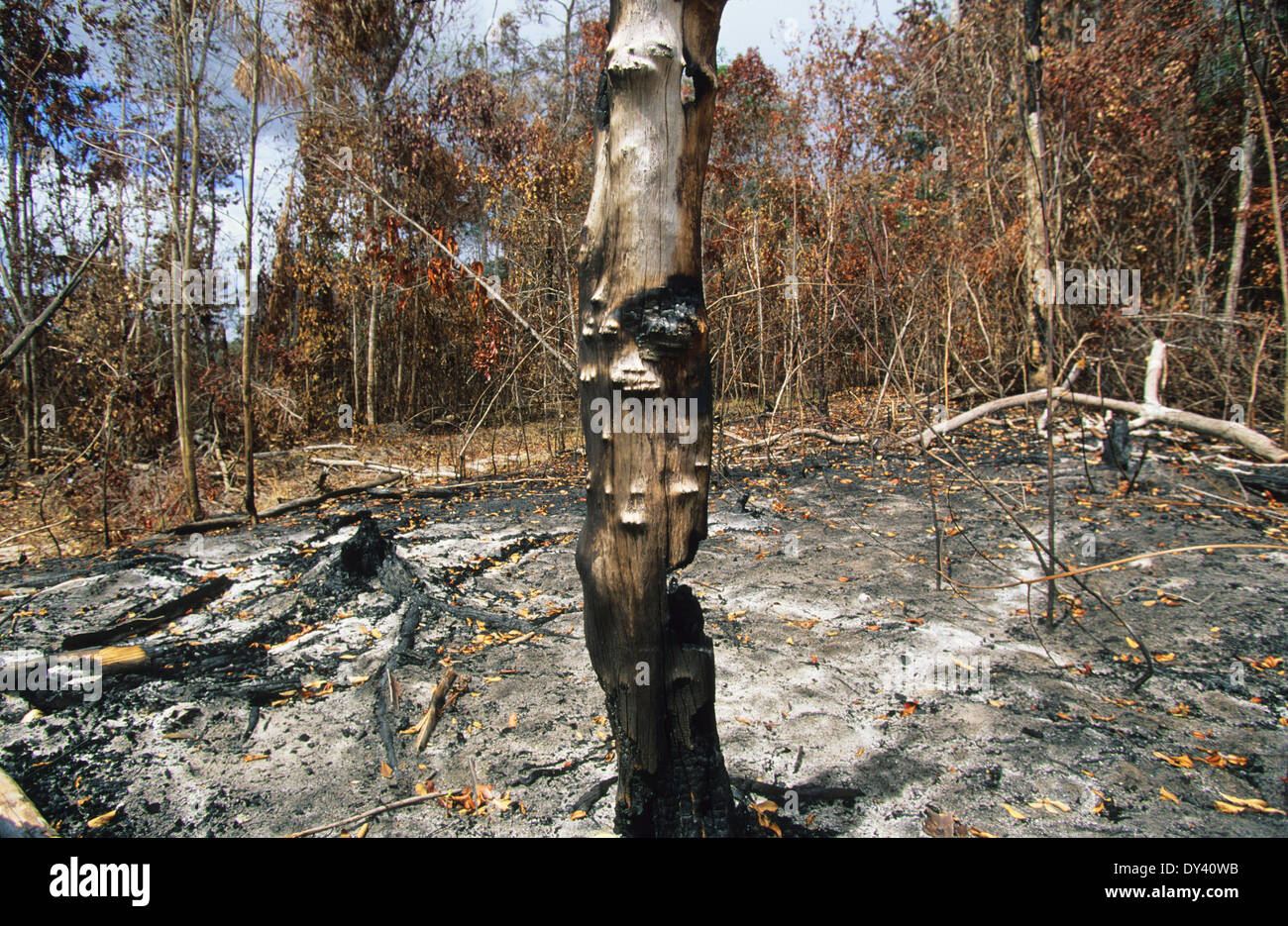 Burnt tropical rainforest, tree-stumps on fire, slash and burn ...
