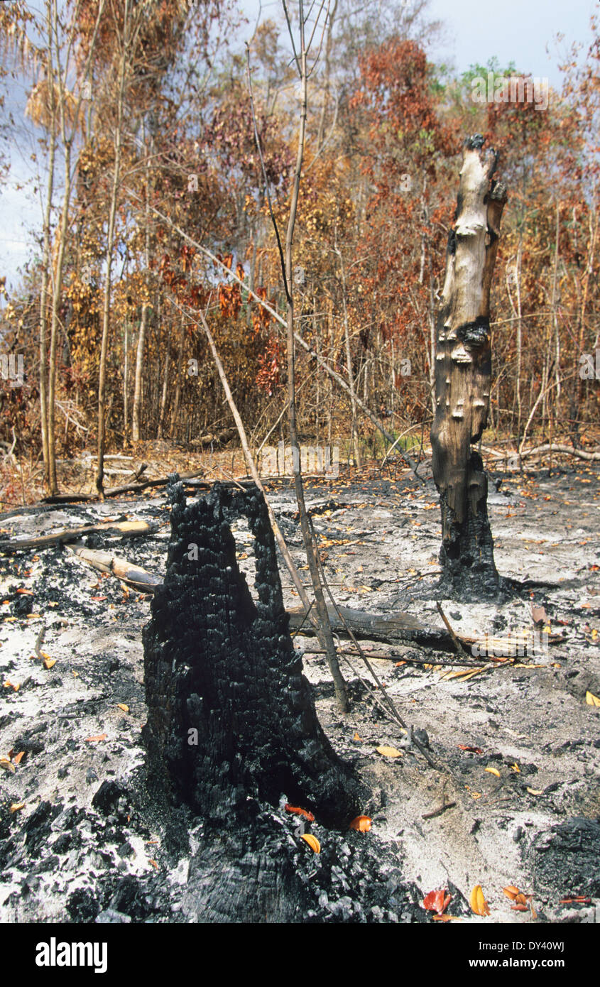 Burnt tropical rainforest, tree-stumps on fire, slash and burn ...