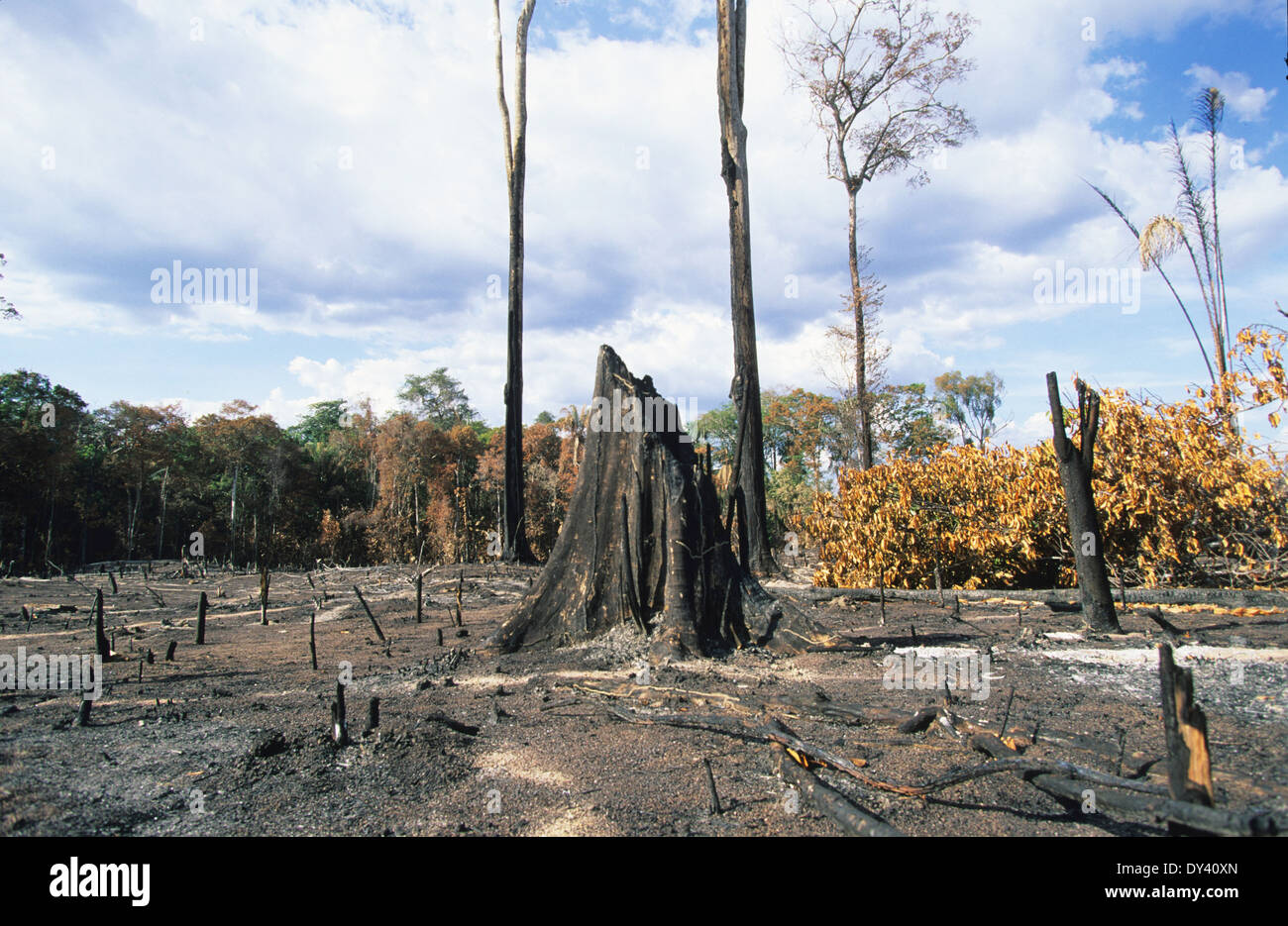 Burnt tropical rainforest, tree-stumps on fire, slash and burn ...