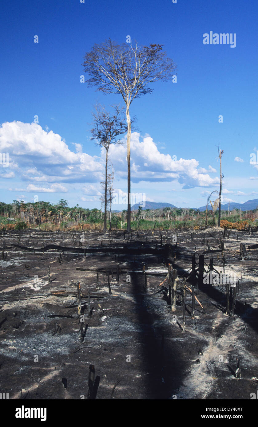 Burnt tropical rainforest, tree-stumps on fire, slash and burn ...