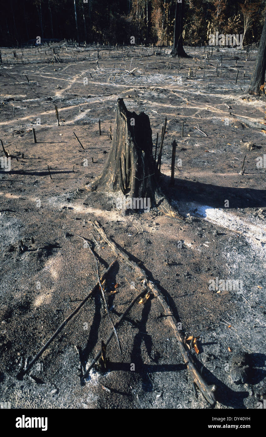 Burnt tropical rainforest, tree-stumps on fire, slash and burn ...