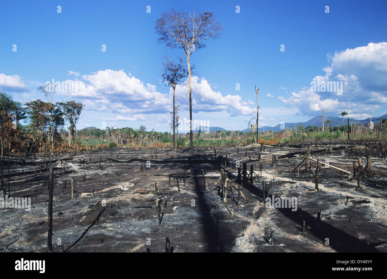 Burnt tropical rainforest, tree-stumps on fire, slash and burn ...