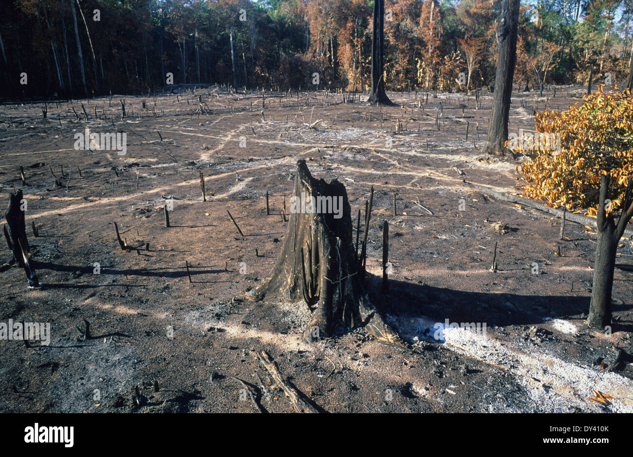 Burnt tropical rainforest, tree-stumps on fire, slash and burn ...