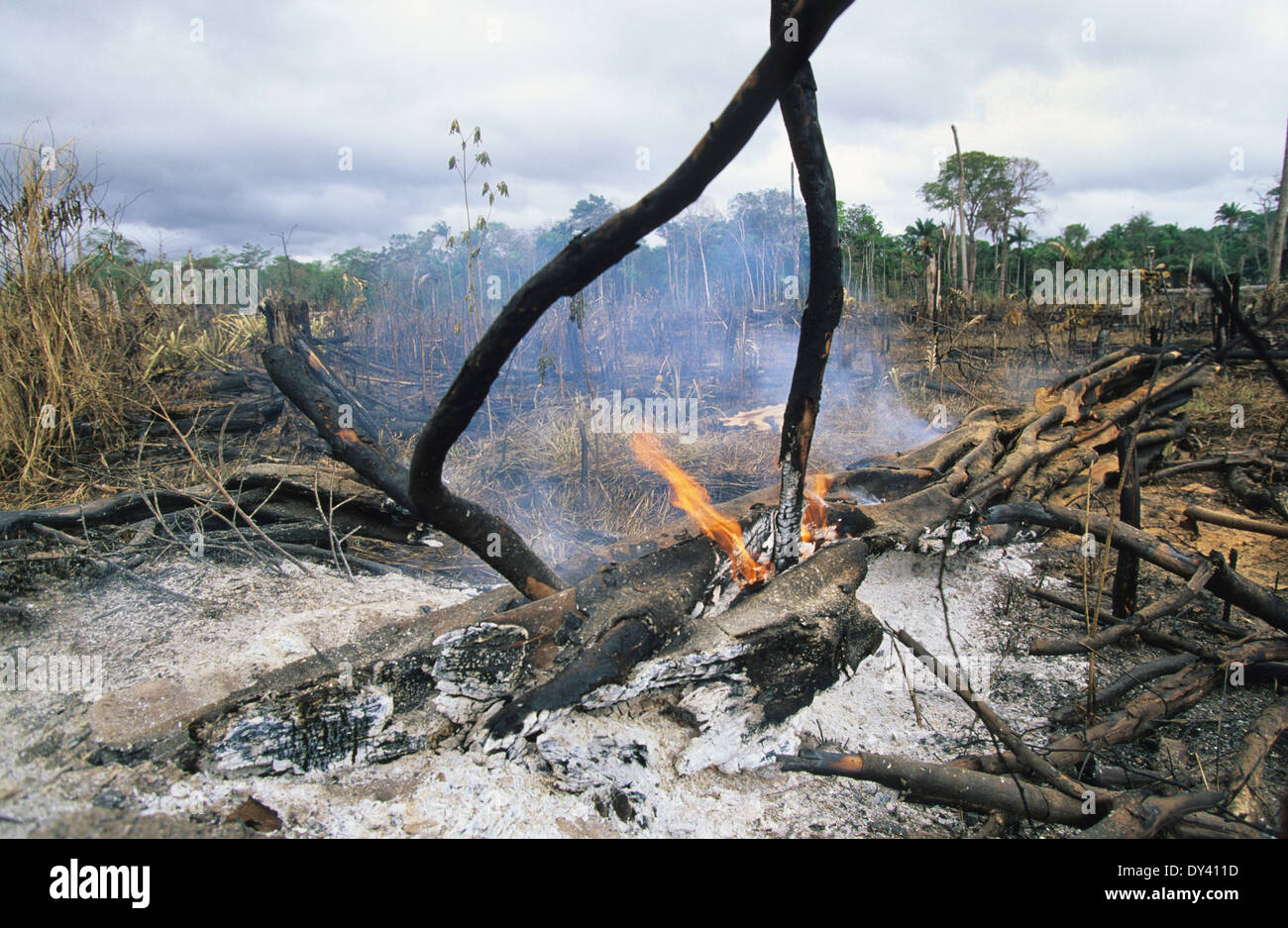 Burnt tropical rainforest, tree-stumps on fire, slash and burn ...