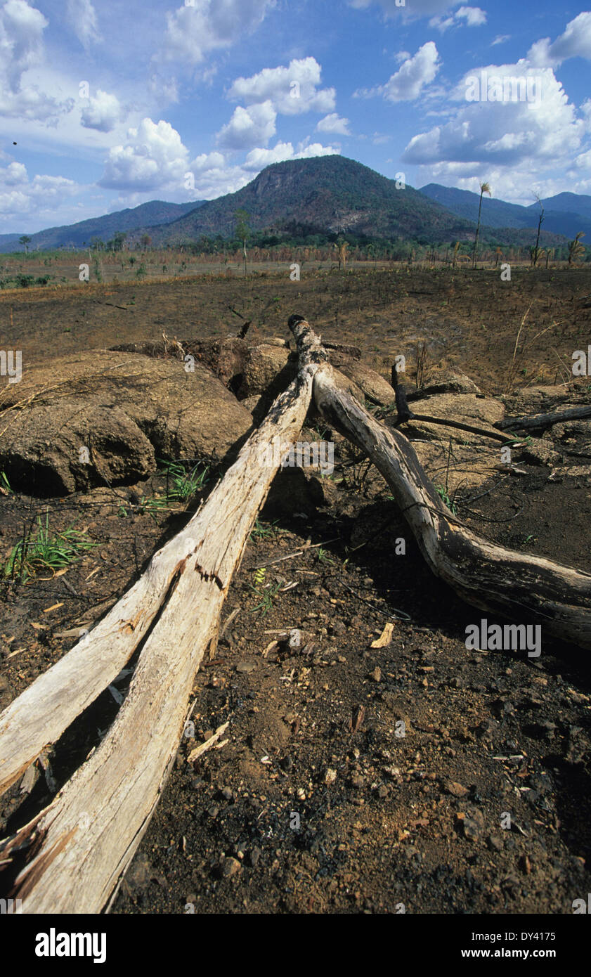 Burnt tropical rainforest, tree-stumps on fire, slash and burn ...