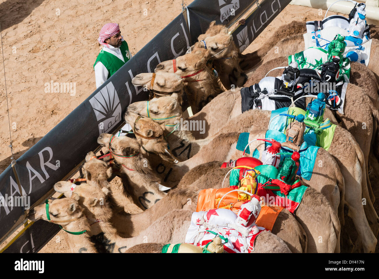 starting gate at camel racing festival at Al Marmoum camel racing ...