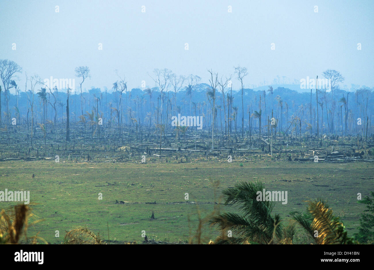 Tropical rainforest, slash and burn cultivation by local settlers, who ...