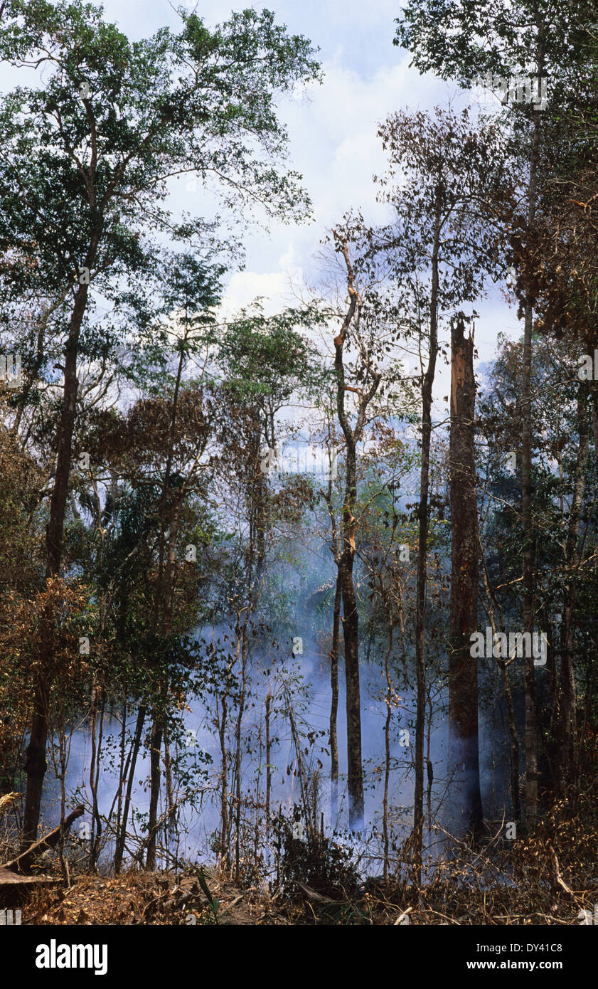 Tropical rainforest, slash and burn cultivation by local settlers, who ...