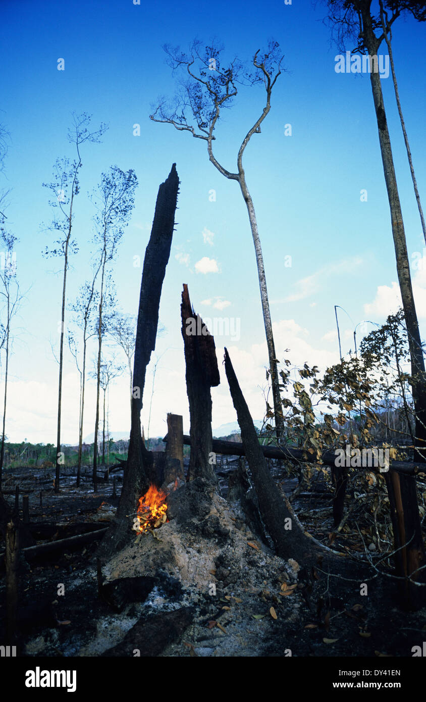 Burnt tropical rainforest, tree-stumps on fire, slash and burn ...