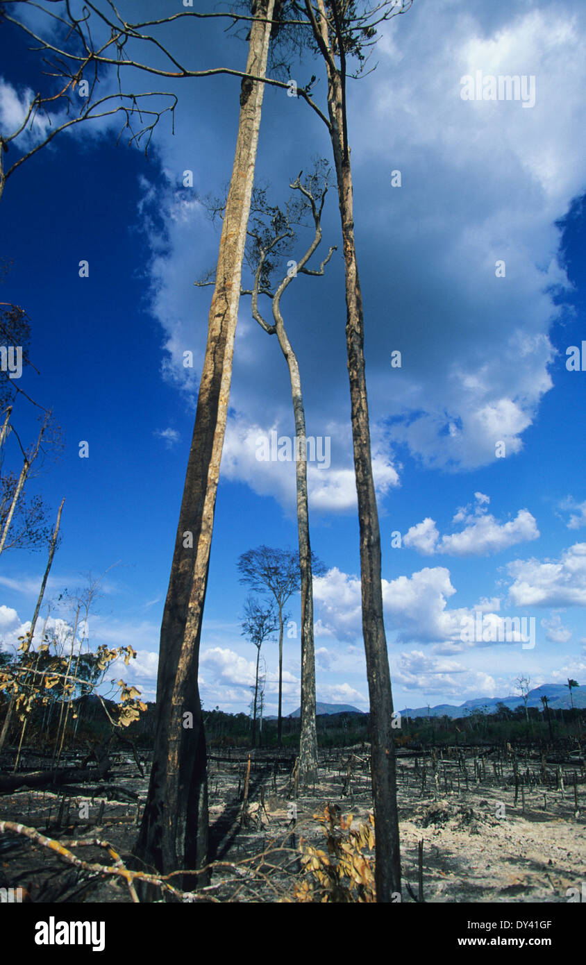 Burnt tropical rainforest, tree-stumps on fire, slash and burn ...