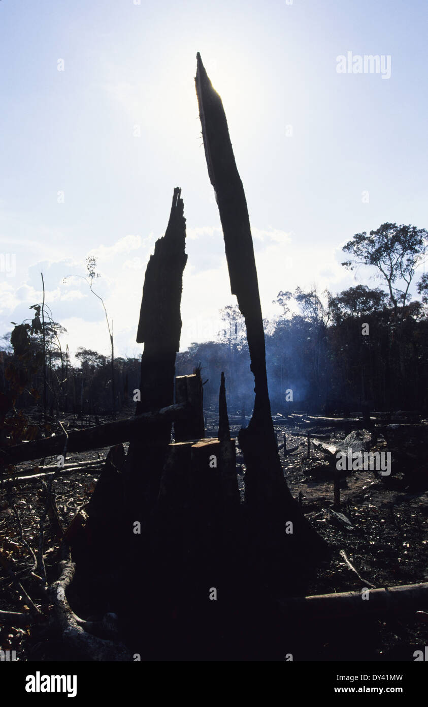 Burnt tropical rainforest, tree-stumps on fire, slash and burn ...