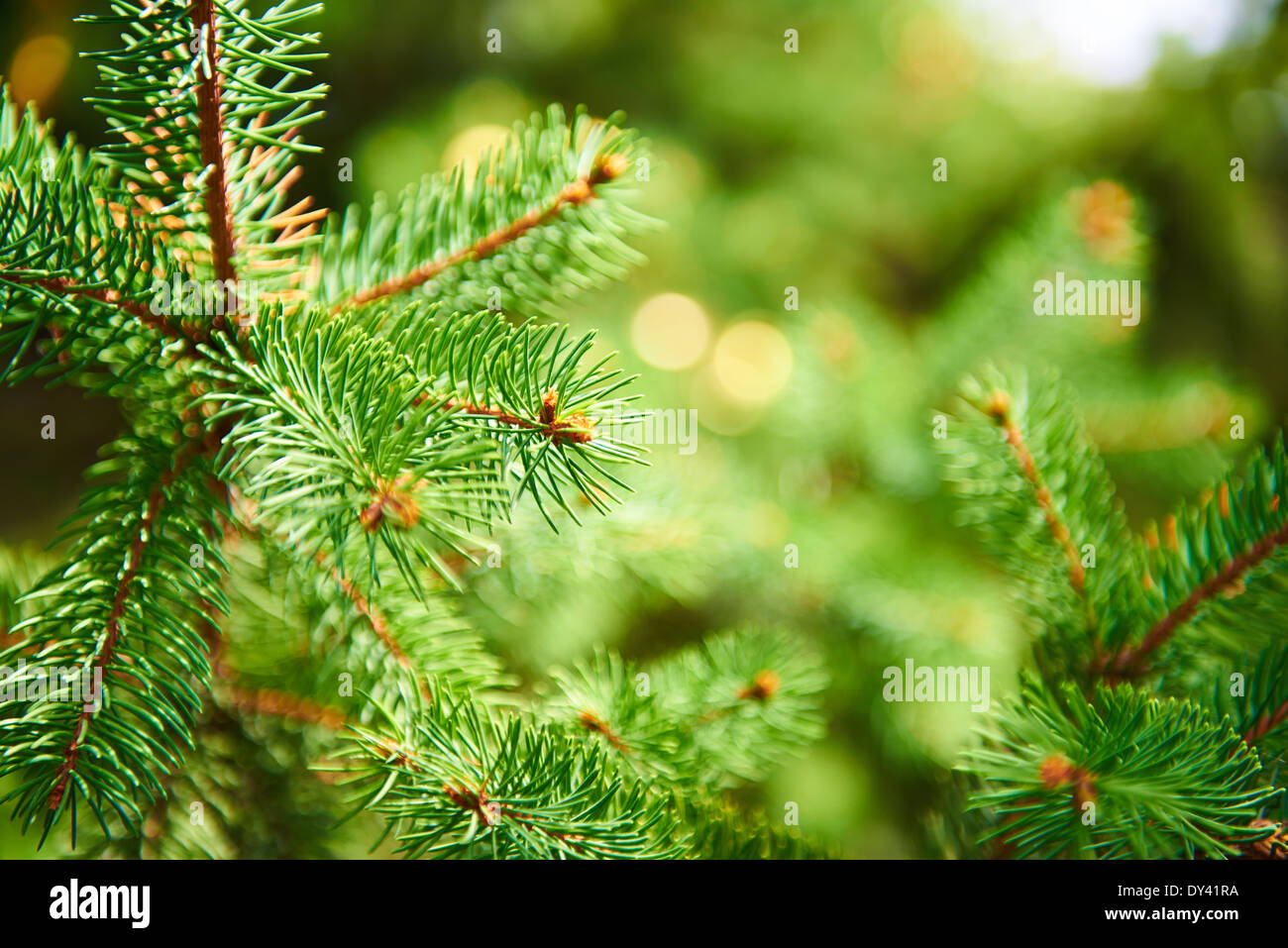 Green branches spruce close hi-res stock photography and images - Alamy