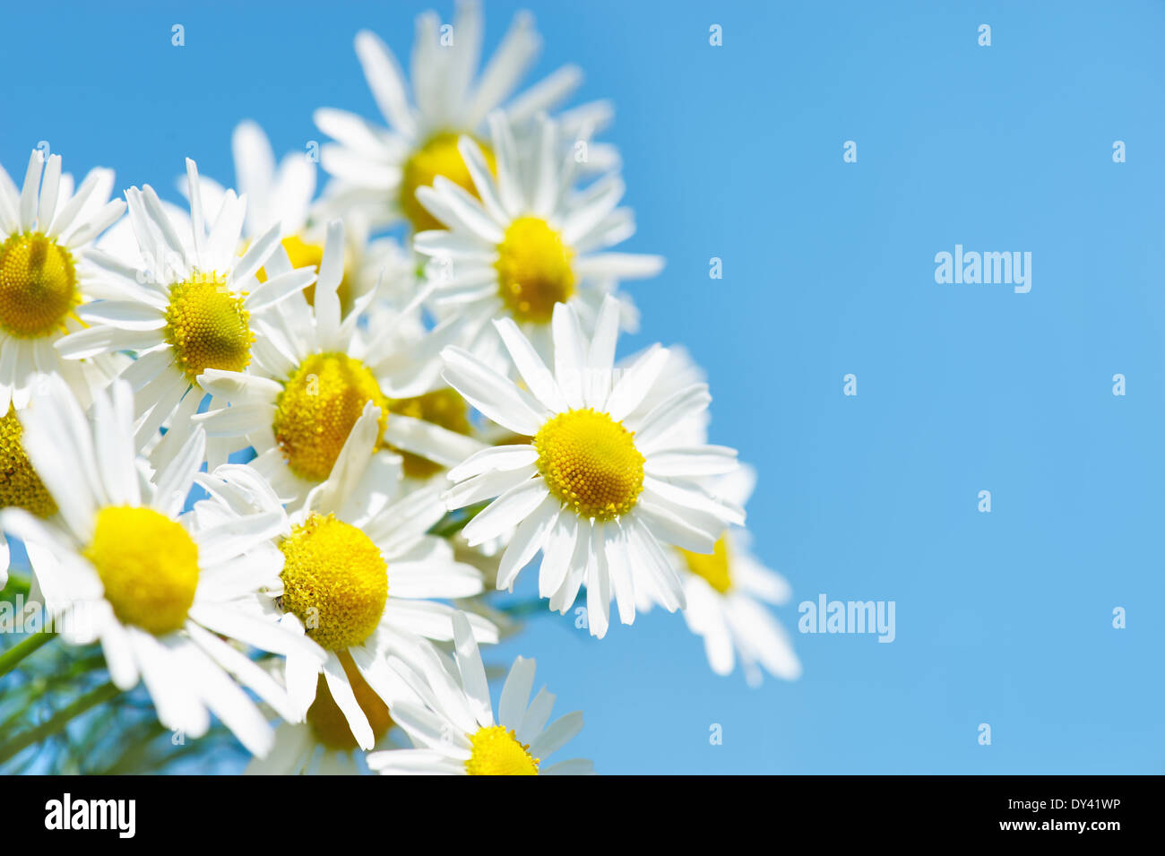 Camomiles against the blue sky Stock Photo - Alamy