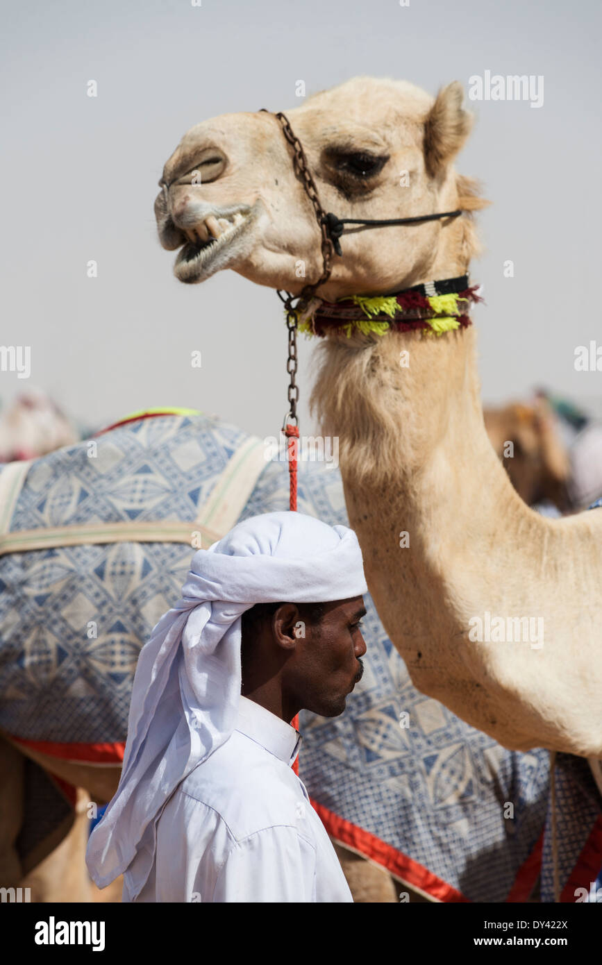Camel racing festival at Al Marmoum camel racing racetrack in Dubai ...