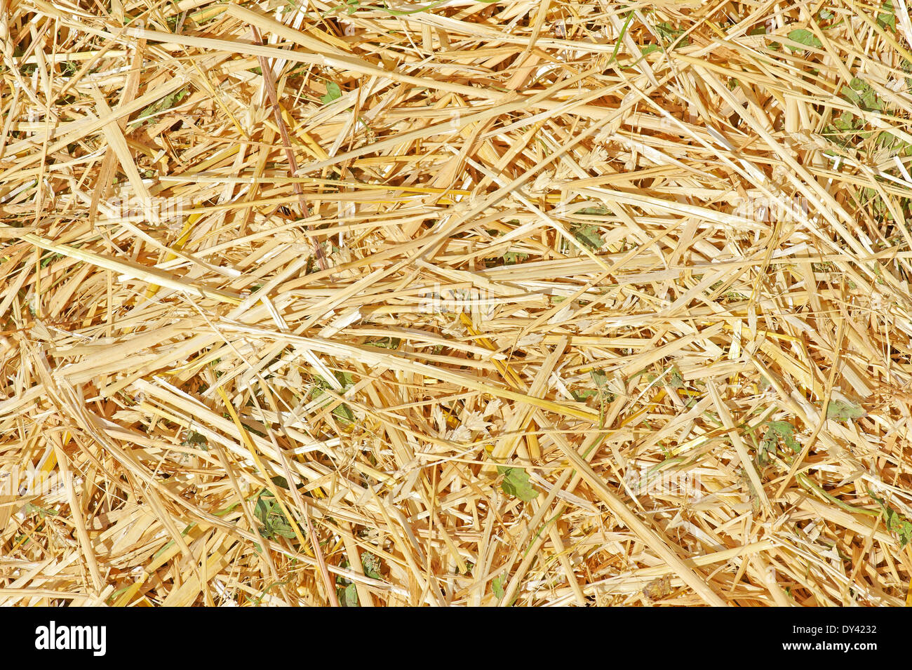 Texture of straw Stock Photo - Alamy