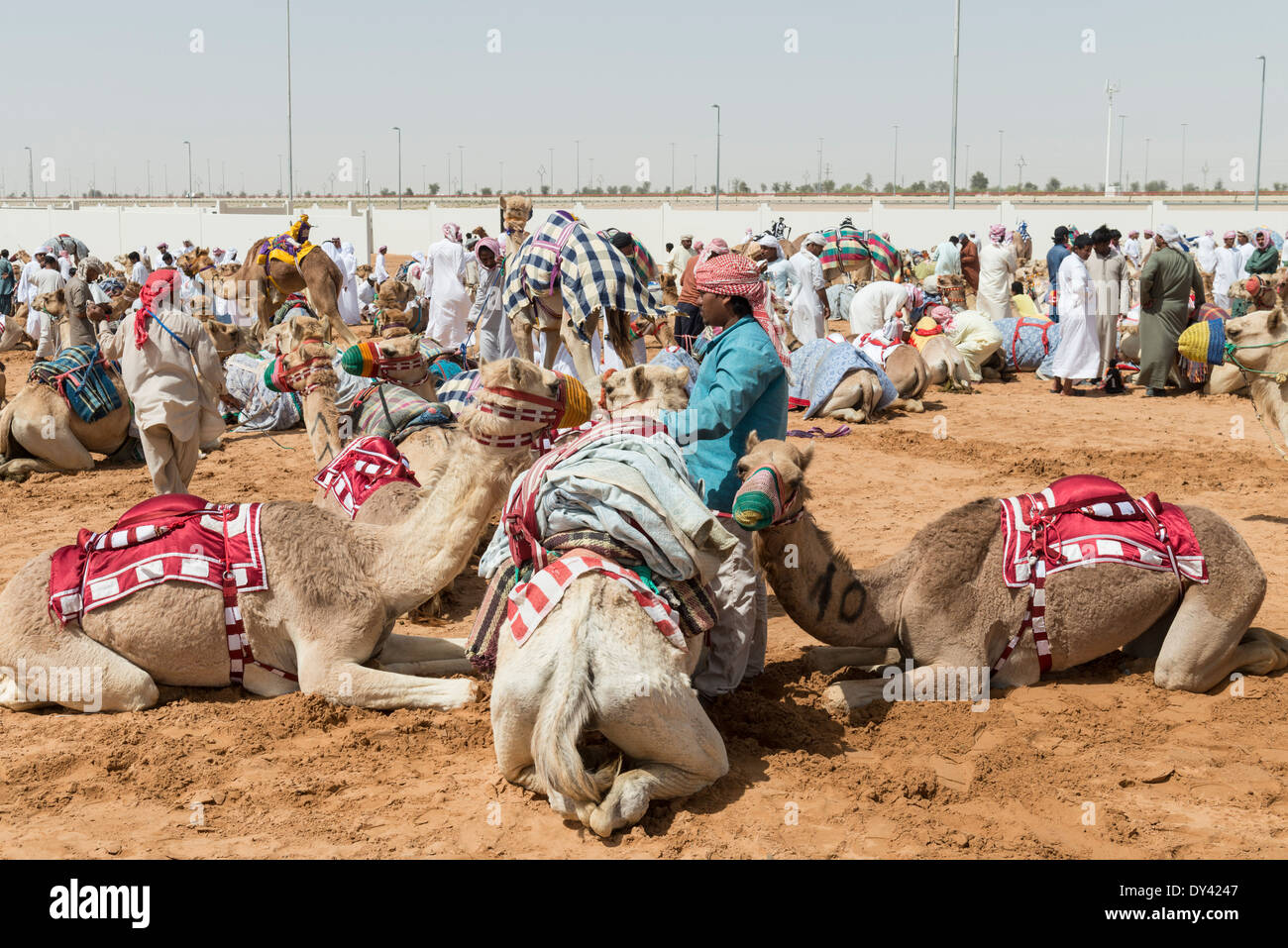 Camel racing festival at Al Marmoum camel racing racetrack in Dubai ...