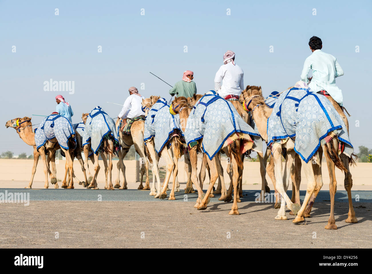 Camel racing festival at Al Marmoum camel racing racetrack in Dubai ...