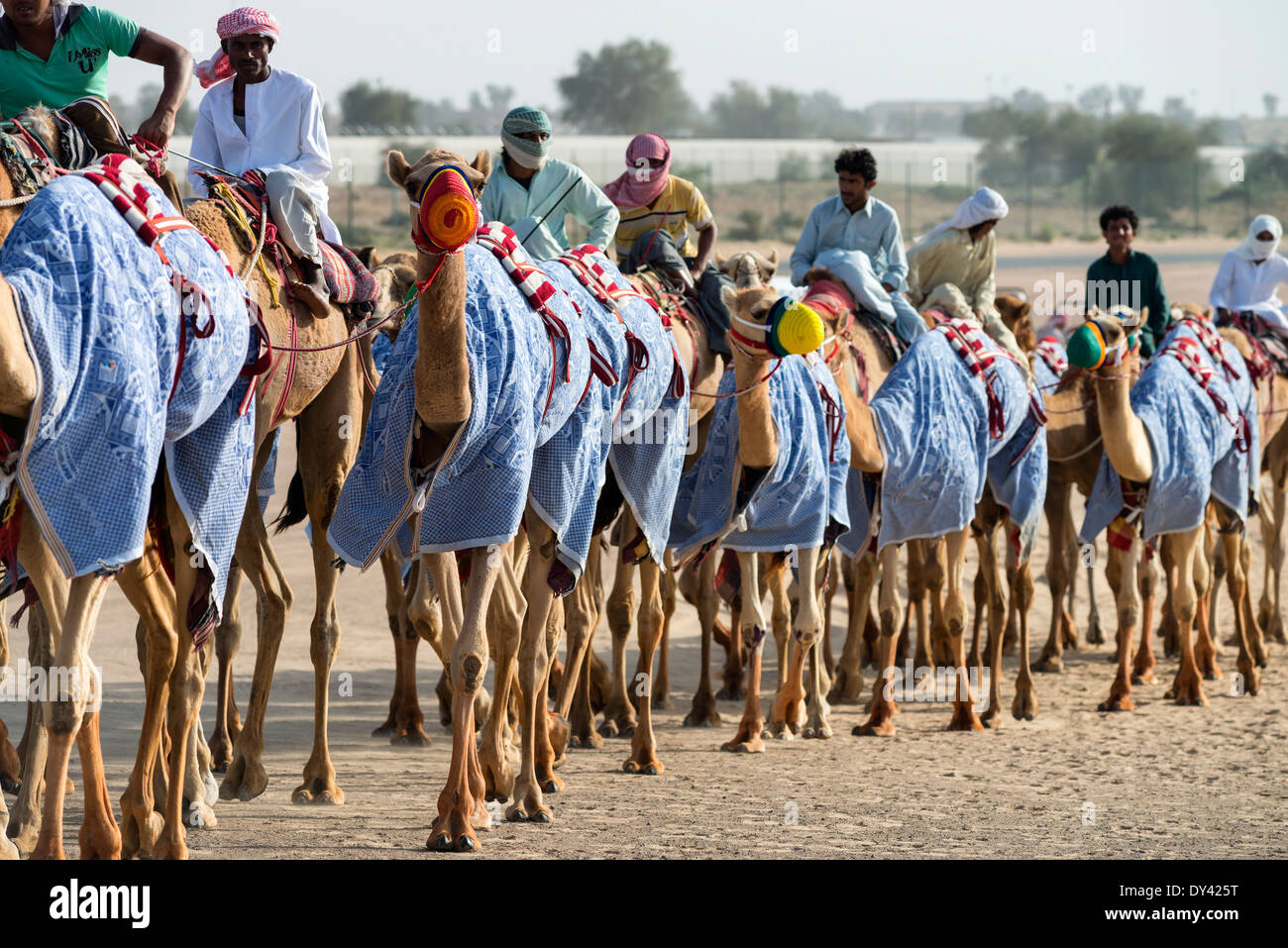 Camel racing festival at Al Marmoum camel racing racetrack in Dubai ...