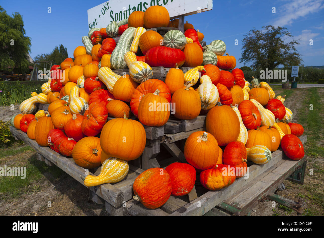 Colorful pumpkins on a tractor trailer in the summer against bright ...