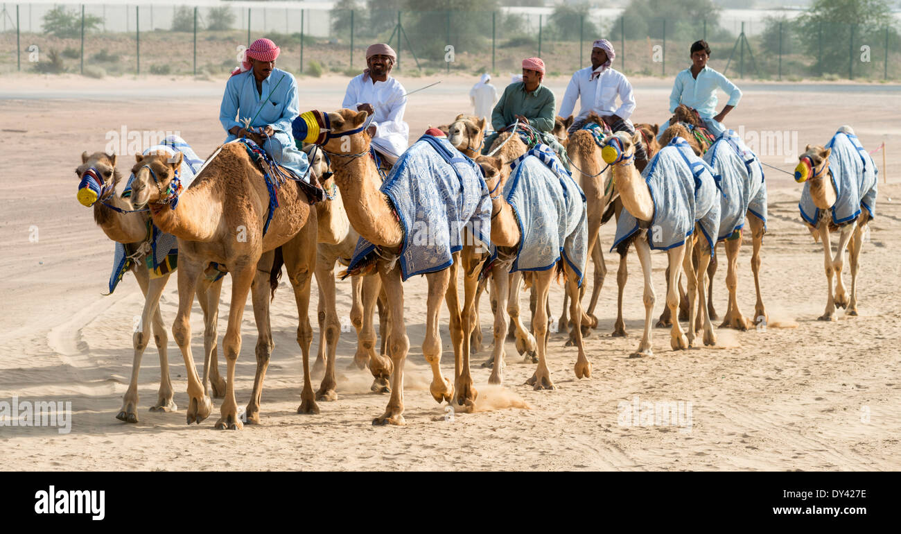 Camel racing festival at Al Marmoum camel racing racetrack in Dubai ...