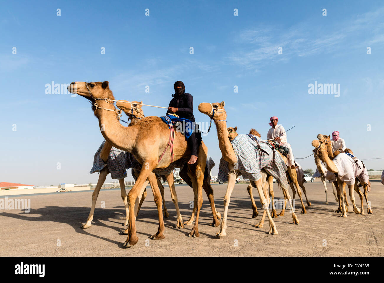 Camel racing festival at Al Marmoum camel racing racetrack in Dubai ...