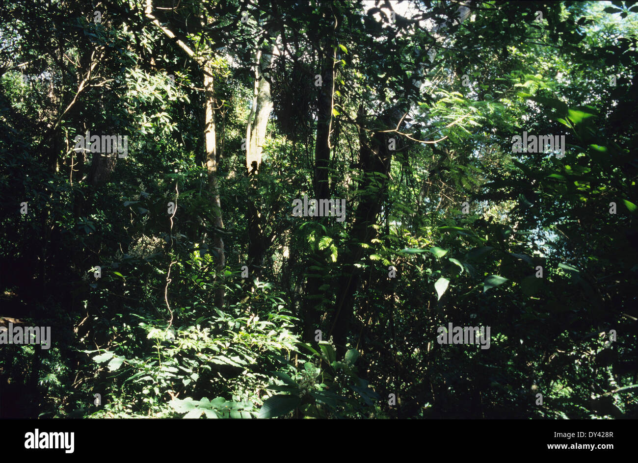 Ilha Grande forest, temperate rainforest. Angra dos Reis, south of Rio ...