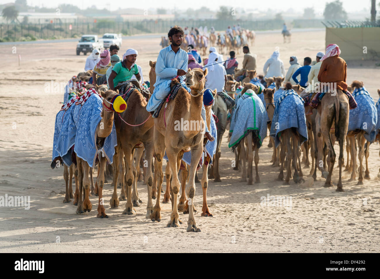 camels at camel racing festival at Al Marmoum camel racing racetrack in ...