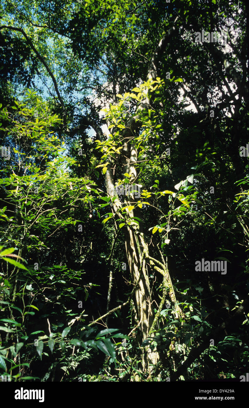 Ilha Grande forest, temperate rainforest. Angra dos Reis, south of Rio ...