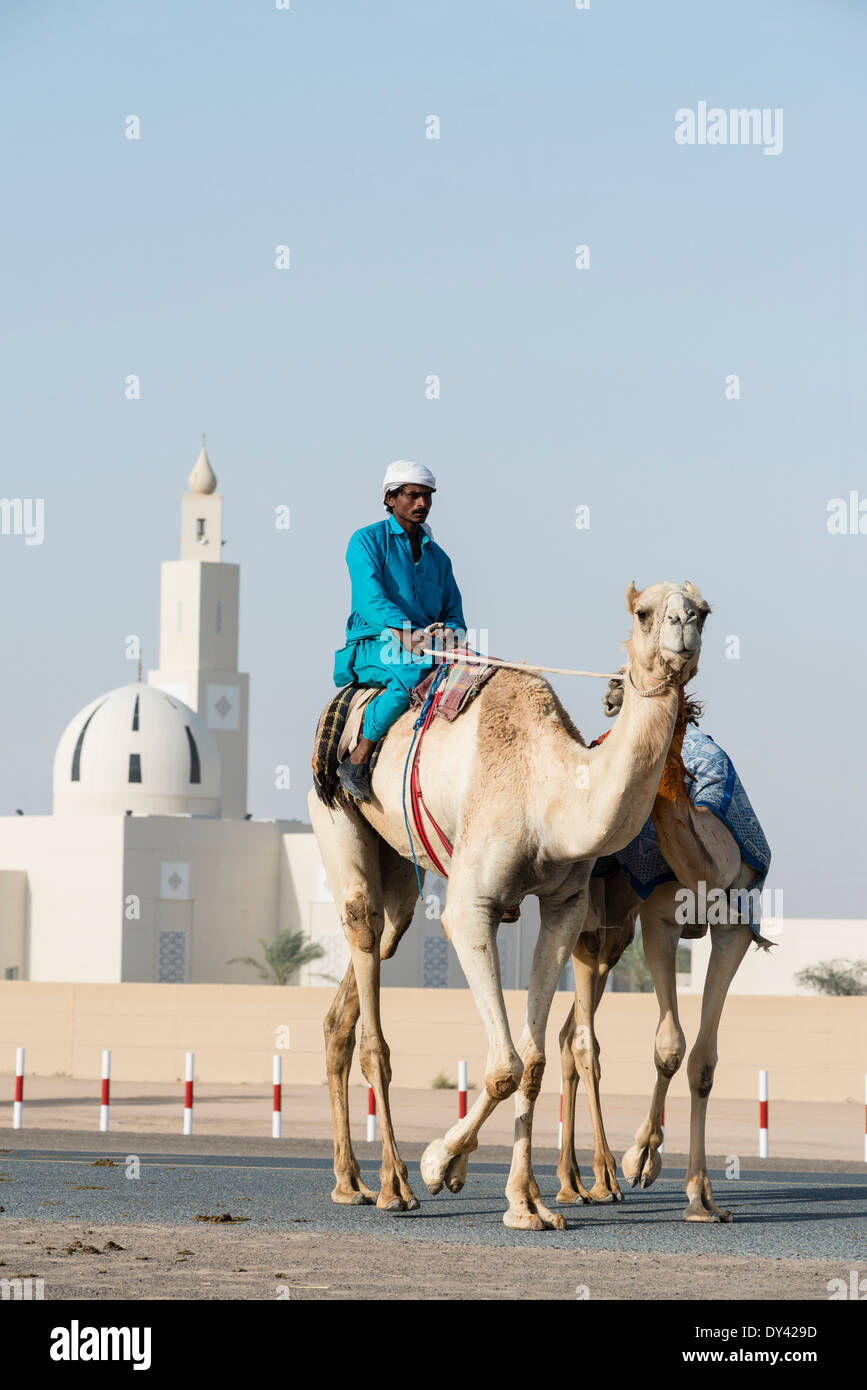 Camel racing festival at Al Marmoum camel racing racetrack in Dubai ...