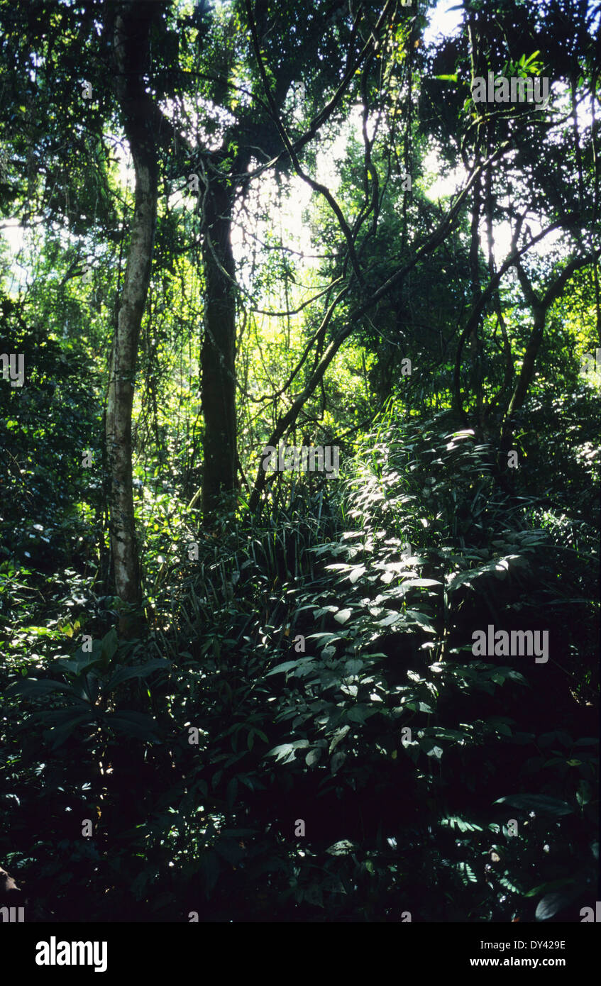 Ilha Grande forest, temperate rainforest. Angra dos Reis, south of Rio ...