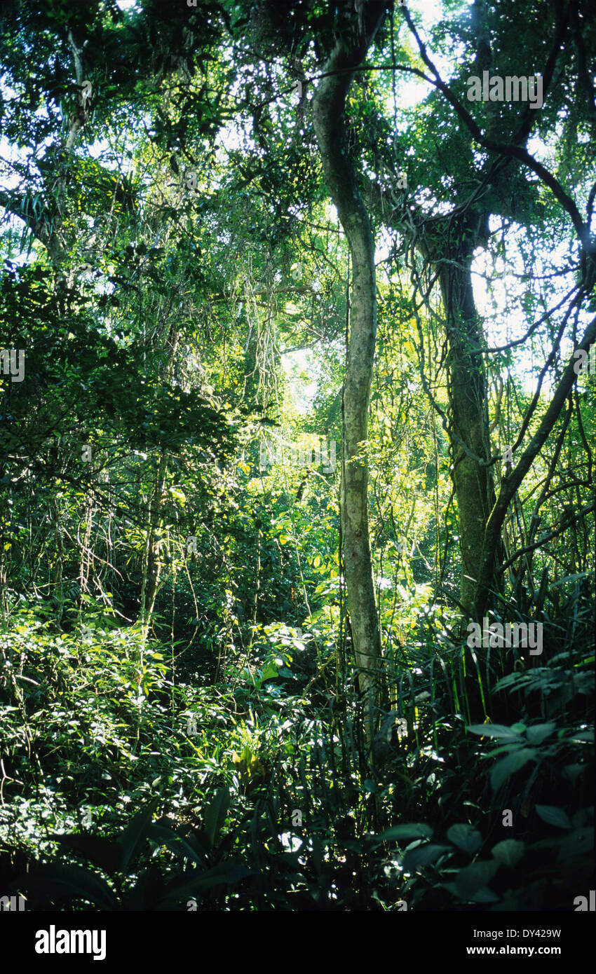 Ilha Grande forest, temperate rainforest. Angra dos Reis, south of Rio ...