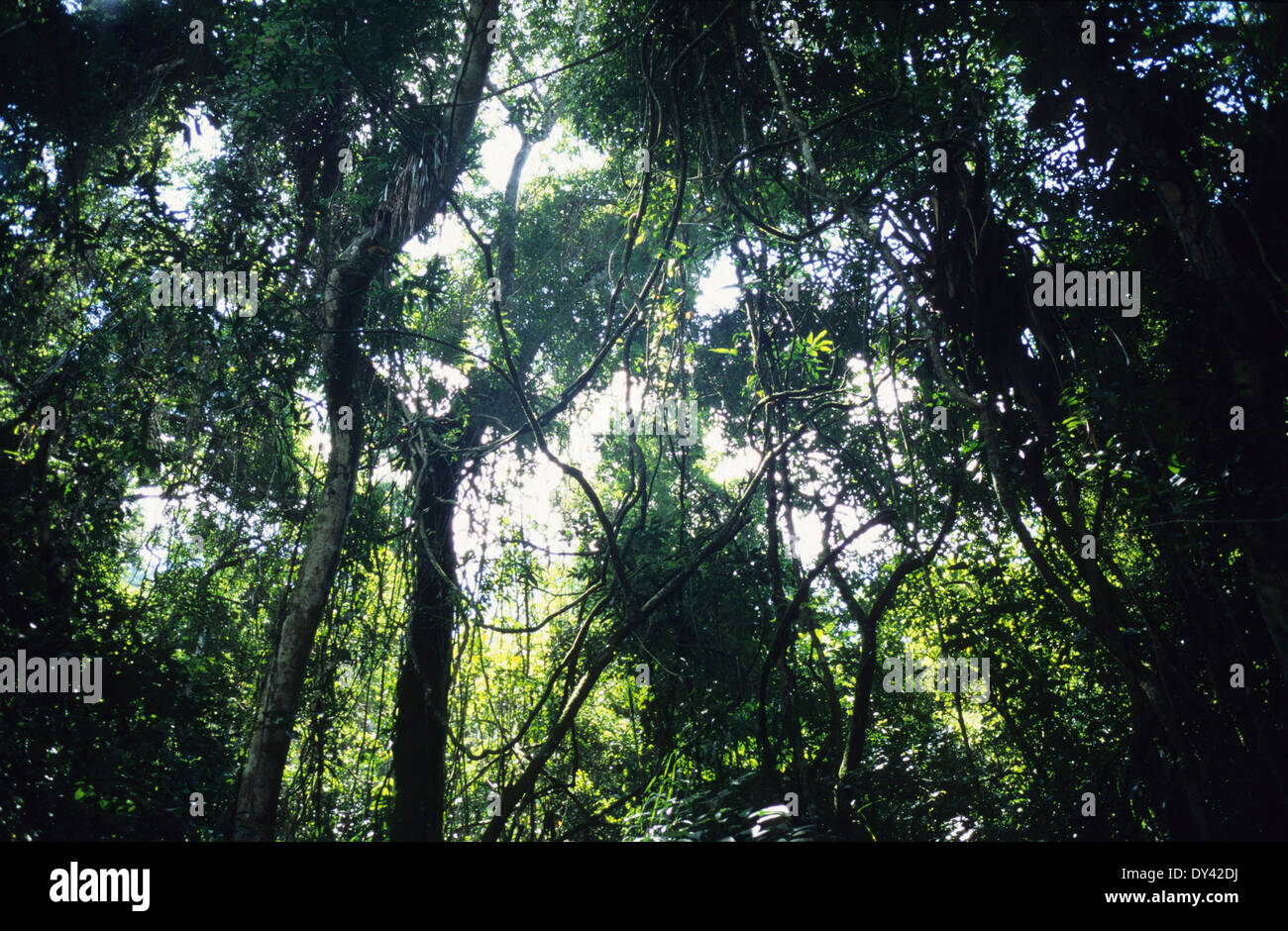 Ilha Grande forest, temperate rainforest. Angra dos Reis, south of Rio ...