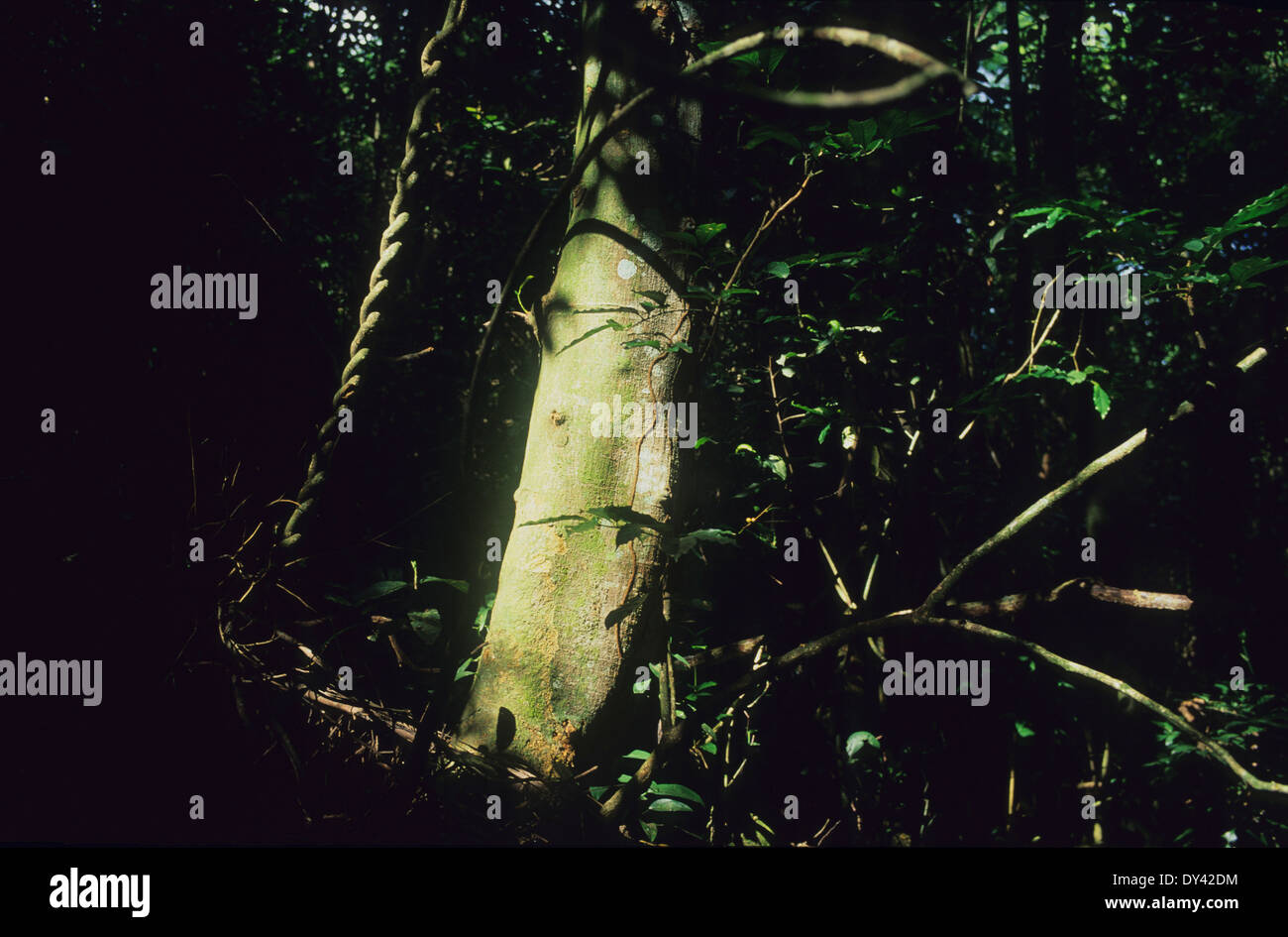 Ilha Grande forest, temperate rainforest. Angra dos Reis, south of Rio ...