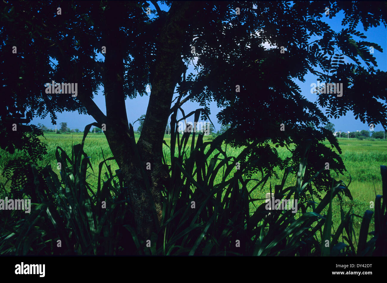 Ilha Grande forest, temperate rainforest. Angra dos Reis, south of Rio ...