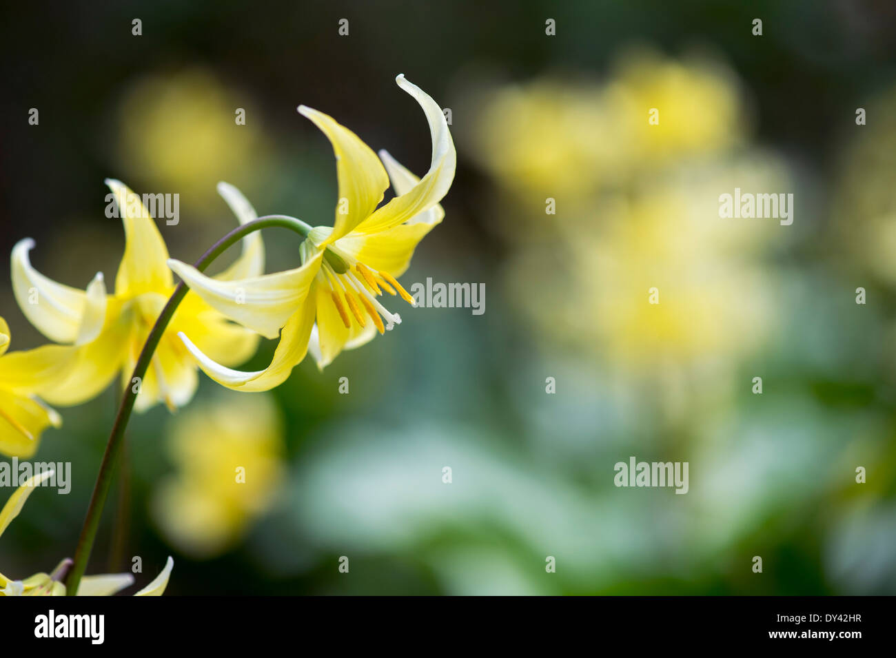Erythronium Pagoda. Dogs tooth violet / Trout lily flower Stock Photo ...