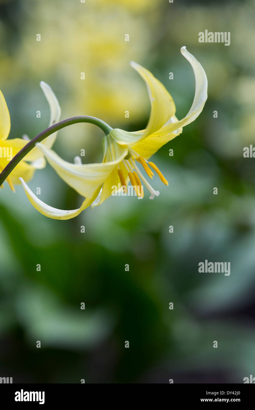 Erythronium Pagoda. Dogs tooth violet / Trout lily flower Stock Photo ...