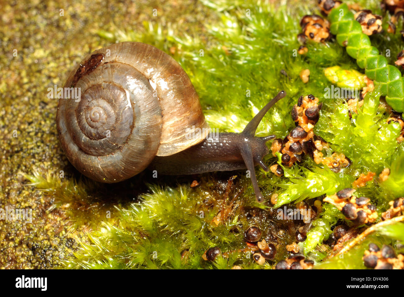 Strawberry snail hi-res stock photography and images - Alamy