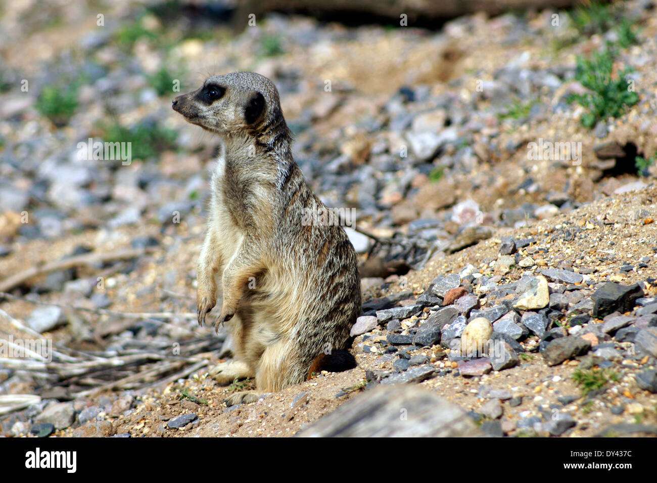 Alexander orlov hi-res stock photography and images - Alamy