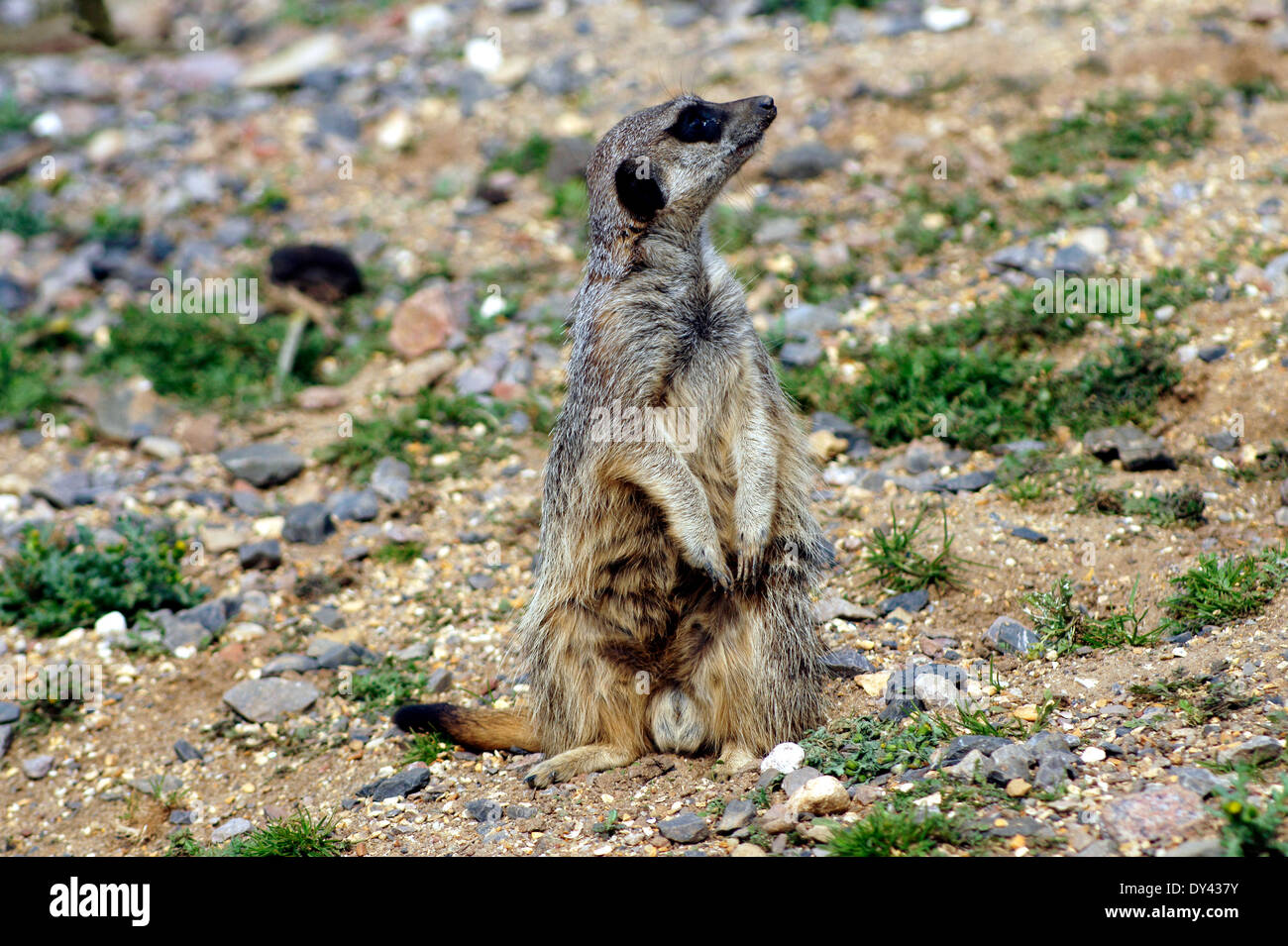 Sergei meerkat hi-res stock photography and images - Alamy