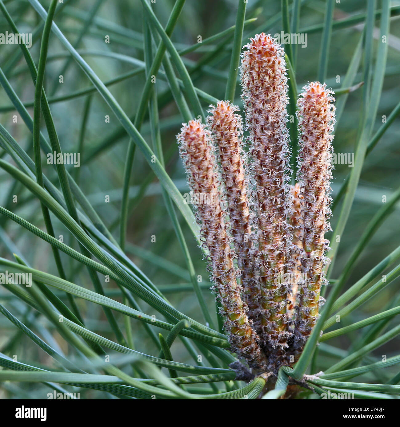 Macrosporofilli hi-res stock photography and images - Alamy