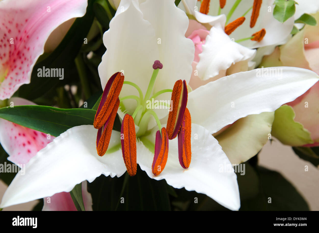 Lillie flowers hi-res stock photography and images - Alamy
