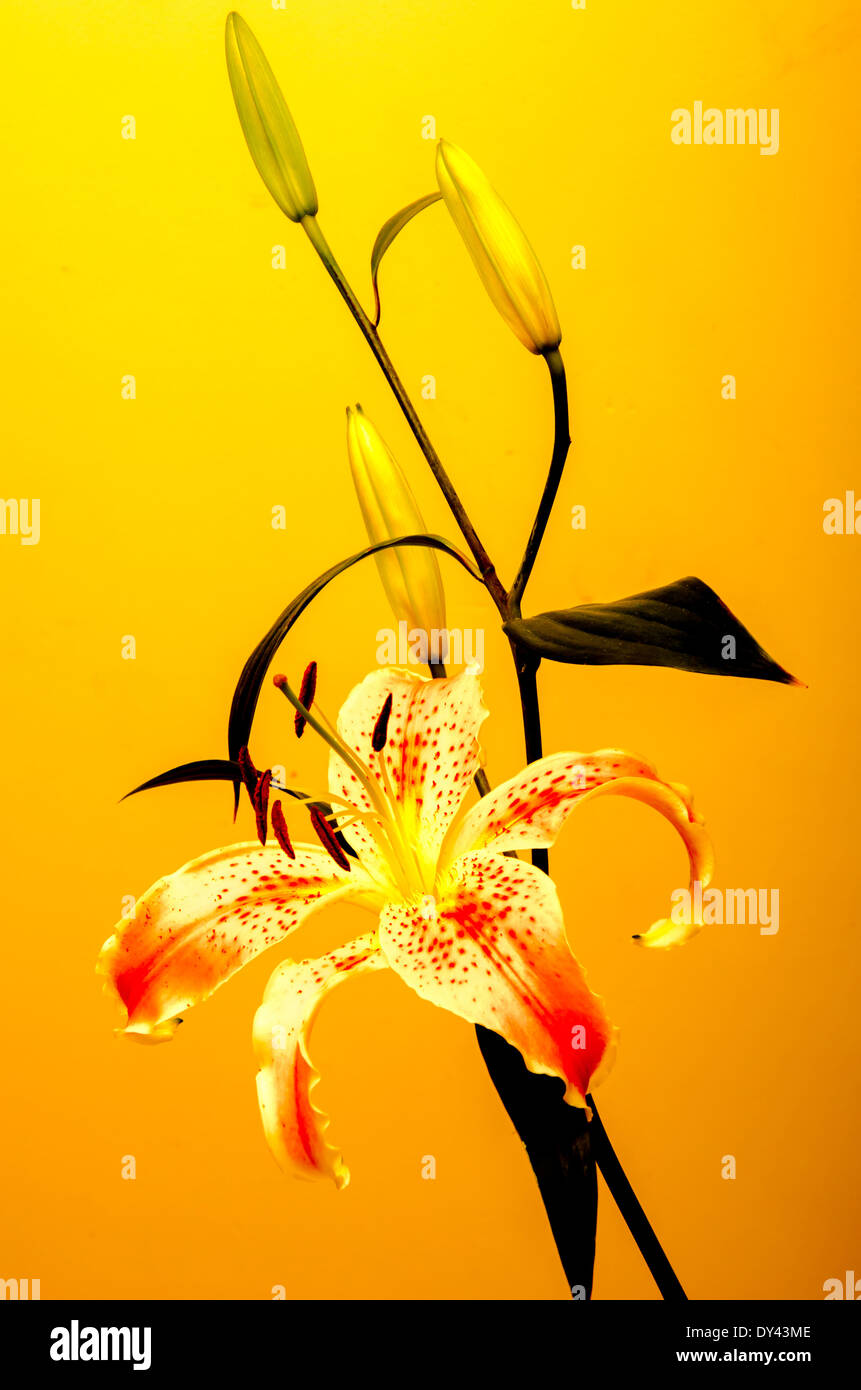 Lillie flowers hi-res stock photography and images - Alamy