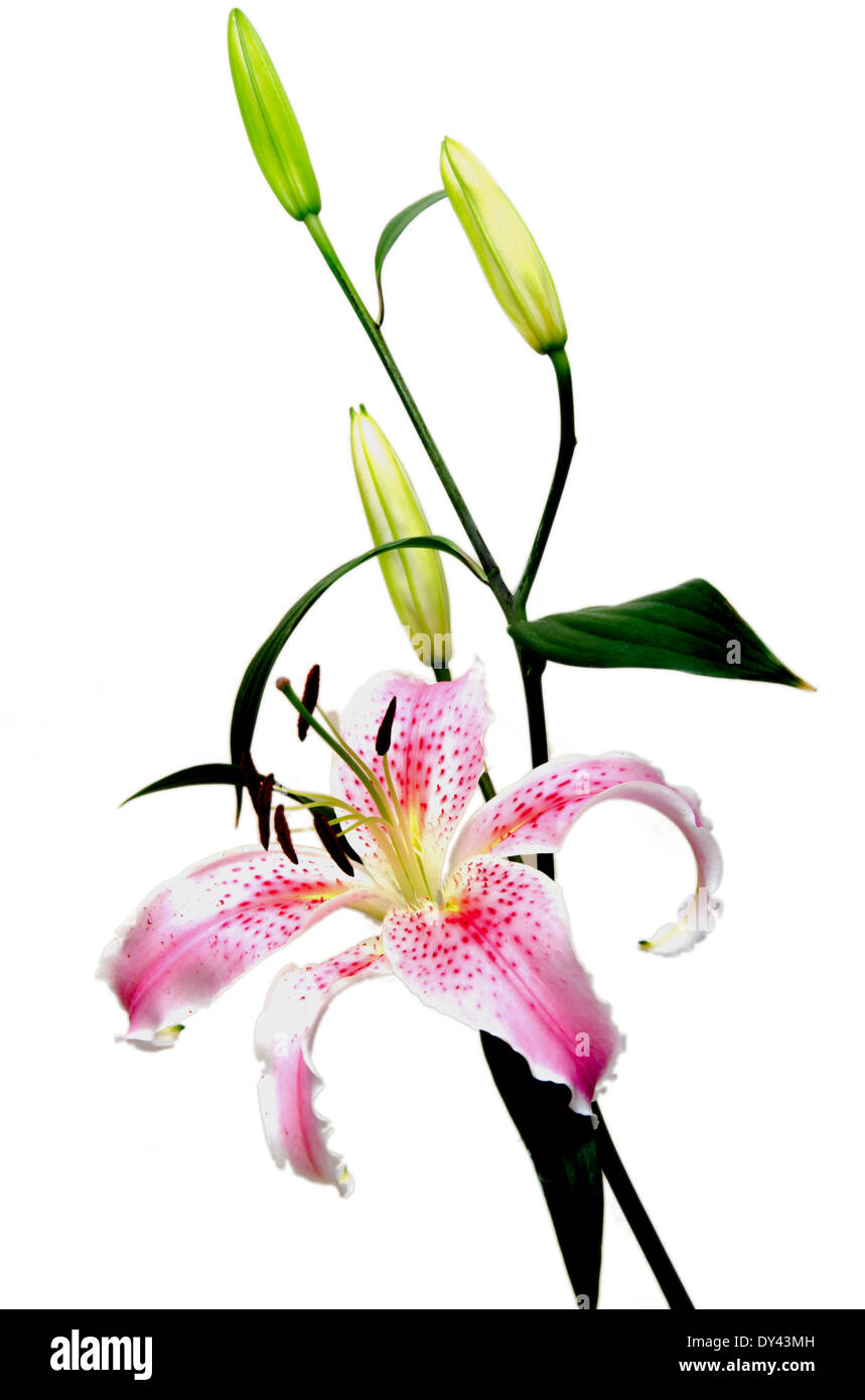 Beautiful White Lillie Flower Stock Photo - Alamy