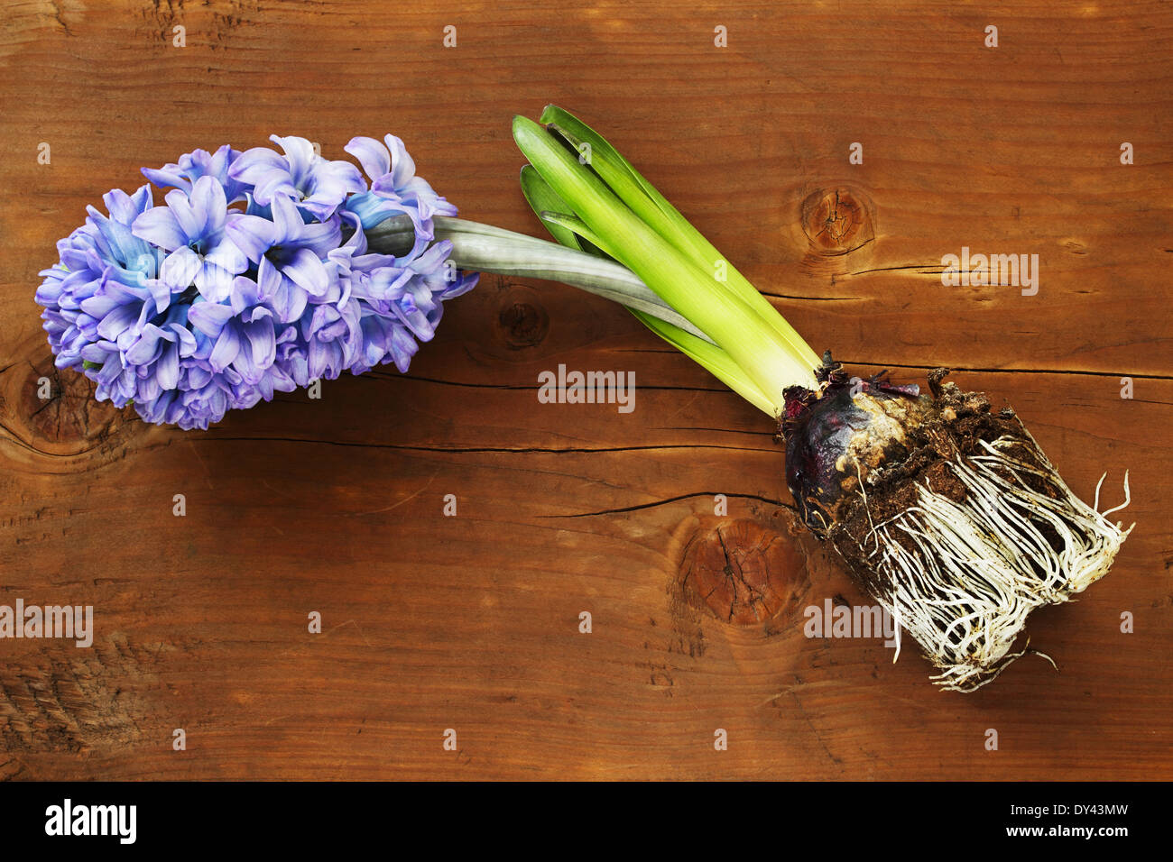Spring bulb with roots hi-res stock photography and images - Alamy