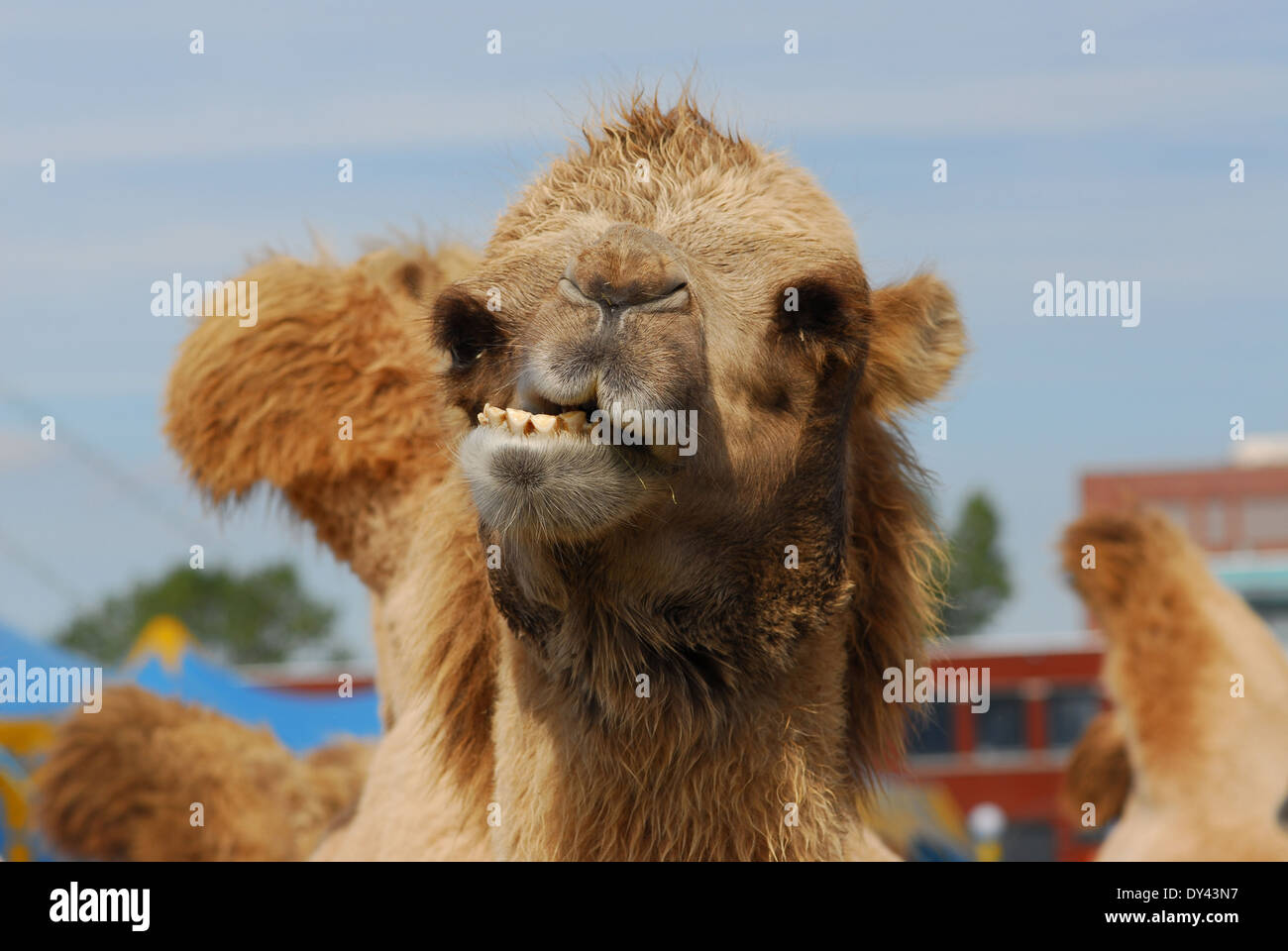 Camel teeth hi-res stock photography and images - Alamy