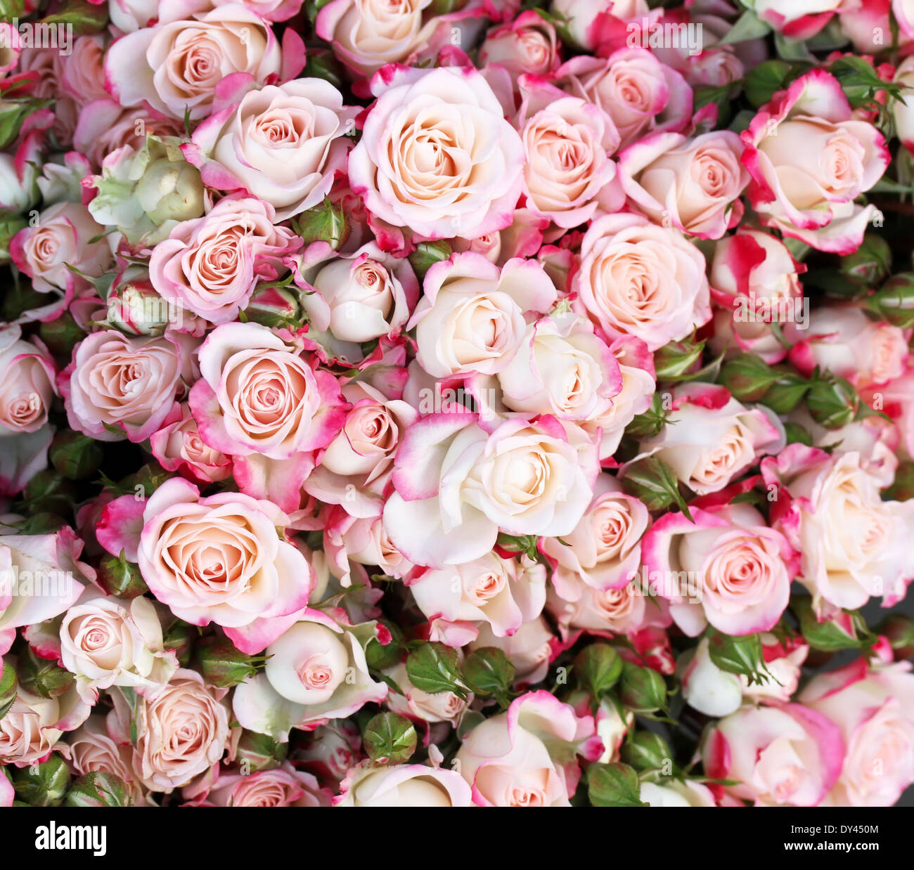 Roses background hi-res stock photography and images - Alamy