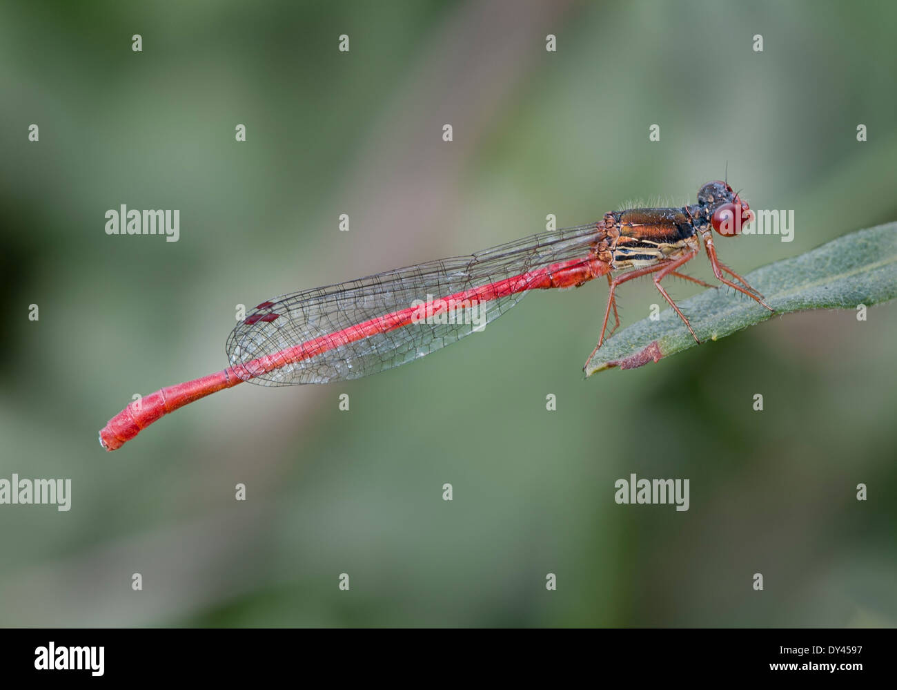 Small Red Damselfly Stock Photo - Alamy
