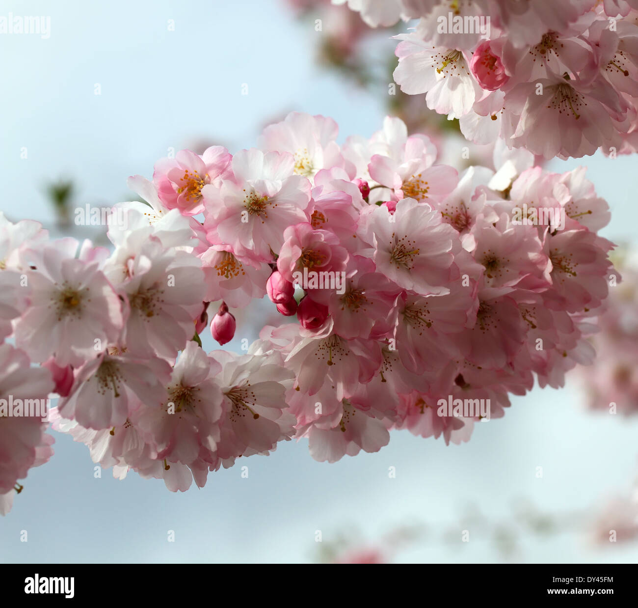 Spring tree branch hi-res stock photography and images - Alamy