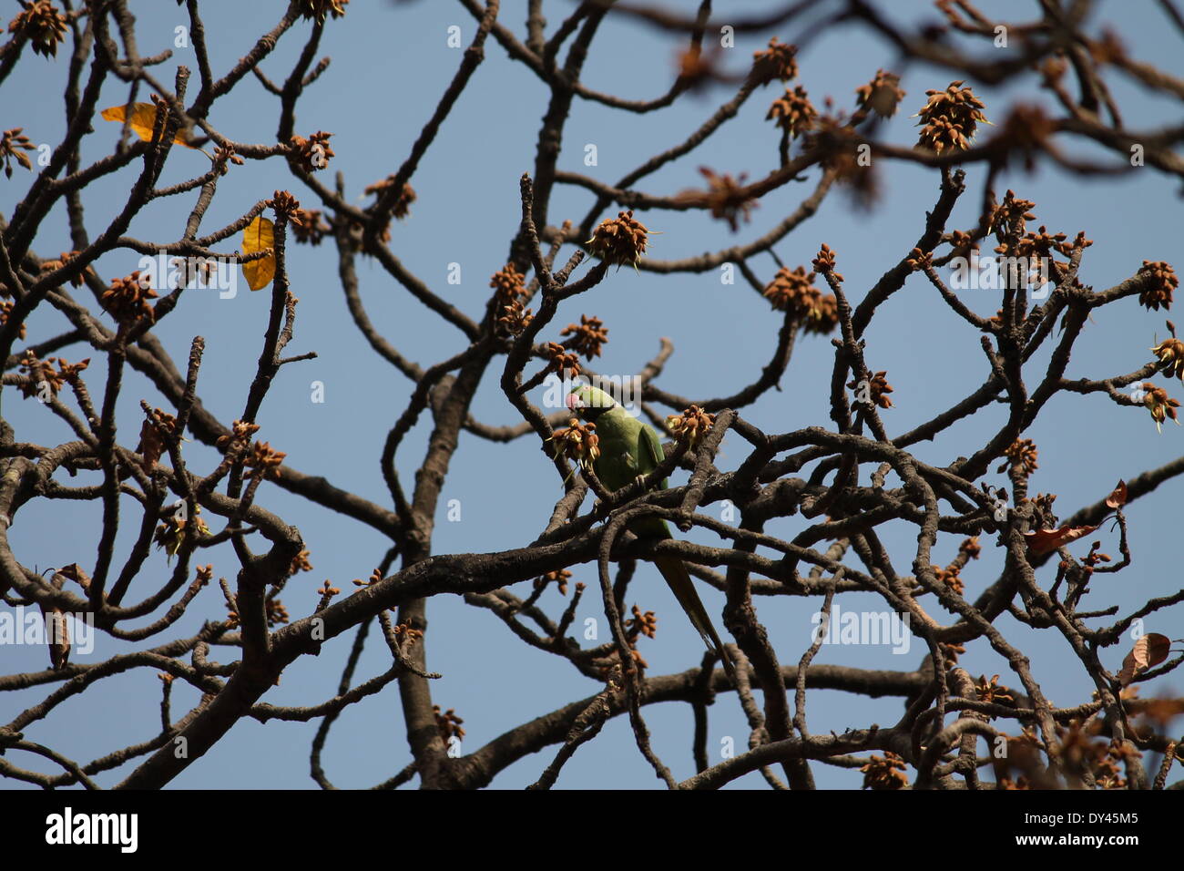 Parrot club hi-res stock photography and images - Alamy